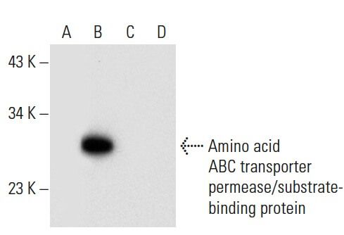 Amino acid-binding ABC transporter Antibody (B-6) | SCBT - Santa Cruz ...