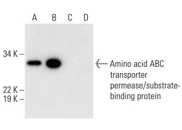 Amino acid-binding ABC transporter抗体(E-5) | SCBT - Santa Cruz Biotechnology