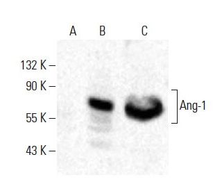 Angiopoietin 1/Ang-1/ANGPT1 Antibody (D-6) - Western Blotting - Image ...
