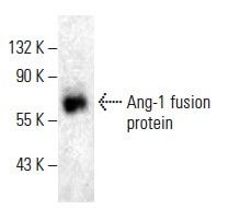 Angiopoietin 1/Ang-1/ANGPT1抗体 (D-6) | SCBT - Santa Cruz Biotechnology