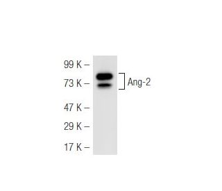 Ang-2 Antibody (F-1) - Western Blotting - Image 45760