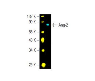 Ang-2 Antibody (F-1) - Western Blotting - Image 395835