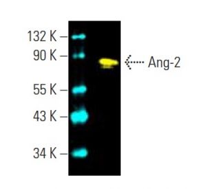 Ang-2 Antibody (F-1) - Western Blotting - Image 396468