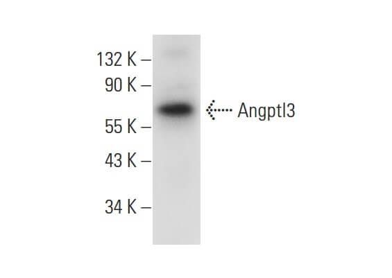 Angptl3 Antibody (G-5) | SCBT - Santa Cruz Biotechnology