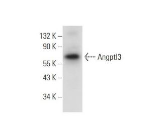 Angptl3 CRISPR Activation Plasmid (h) | SCBT - Santa Cruz Biotechnology