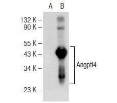 Angptl4 Antibody (A-2) | SCBT - Santa Cruz Biotechnology