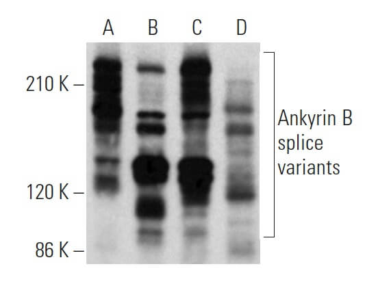 Anti-Ankyrin B Antibody (2.20) | SCBT - Santa Cruz Biotechnology