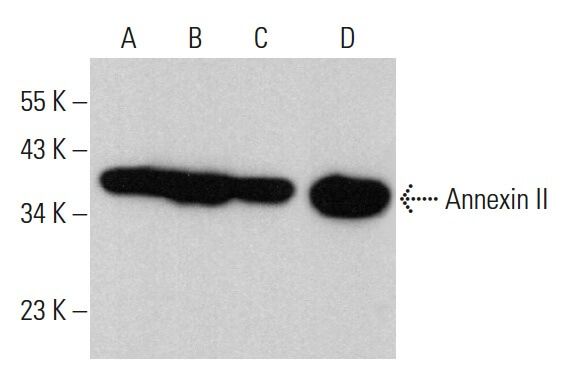 Annexin-2/ANXA2抗体 (3D5) | SCBT - Santa Cruz Biotechnology