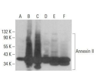 Annexin II Antibody (C-10) - Western Blotting - Image 352045