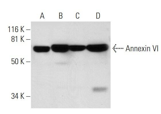 Annexin VI Antibody (N-19) | SCBT - Santa Cruz Biotechnology