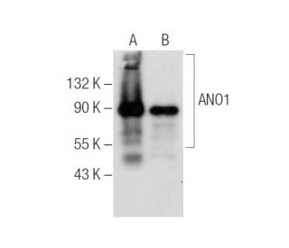 ANO1 Antibody (S-20) | SCBT - Santa Cruz Biotechnology