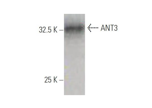 ANT3 Antibody (2A9) | SCBT - Santa Cruz Biotechnology