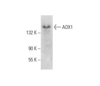 AOX1 Antibody (D-8) - Western Blotting - Image 139104