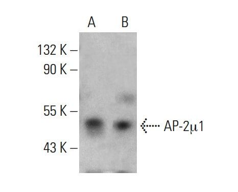 AP-2μ1 Antibody (D-7) | SCBT - Santa Cruz Biotechnology