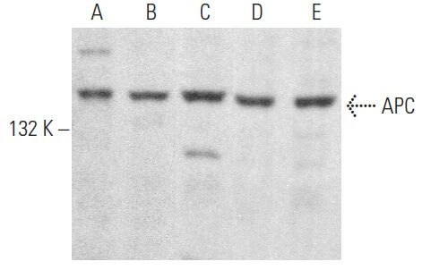 APC Antibody (A-3) | SCBT - Santa Cruz Biotechnology