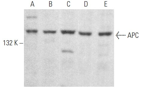 APC Antibody (A-3) | SCBT - Santa Cruz Biotechnology