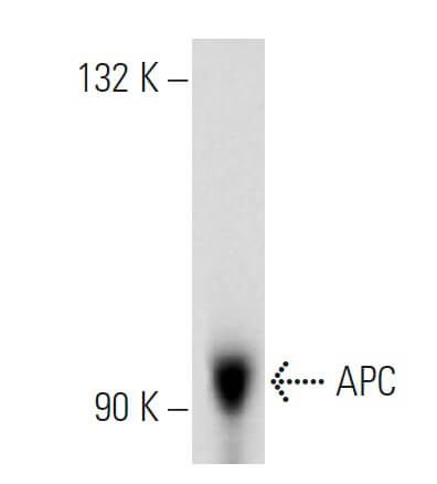 APC Antibody (ALi 12-28) | SCBT - Santa Cruz Biotechnology
