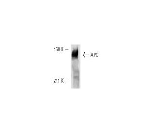 Anti-APC Antibody (c-APC 28.9) | SCBT - Santa Cruz Biotechnology