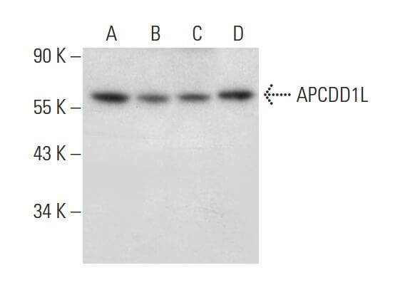 APCDD1L 항체 (F-5) | SCBT - Santa Cruz Biotechnology