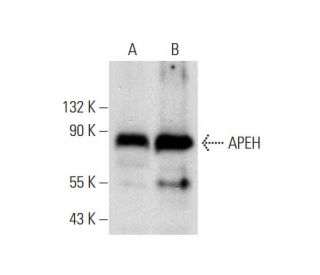 Anti-APEH Antibody (G-3) | SCBT - Santa Cruz Biotechnology