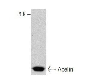 Apelin Antibody (2A1-2D5) - Western Blotting - Image 384011