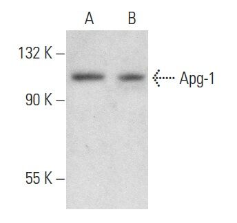 Apg-1 Antibody (C-6) | SCBT - Santa Cruz Biotechnology