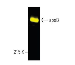 apoB Antibody (A-6) - Western Blotting - Image 396244