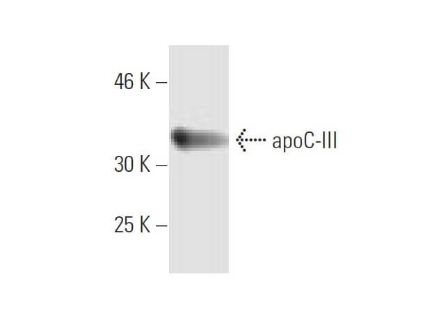 apoC-III Antibody (8H7) | SCBT - Santa Cruz Biotechnology