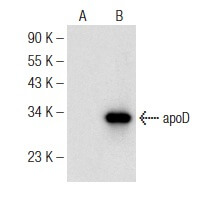 apoD Antibody (C-1) | SCBT - Santa Cruz Biotechnology