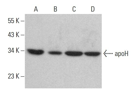 apoH Antibody (C-2) | SCBT - Santa Cruz Biotechnology