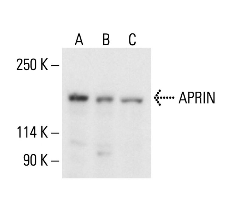 APRIN抗体(F-9) | SCBT - Santa Cruz Biotechnology