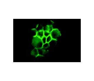 AQP1 Antibody (1) - Immunofluorescence - Image 10173