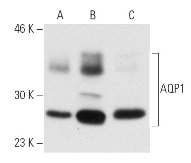 Anti-Aquaporin 1/AQP1 Antibody (B-11) | SCBT - Santa Cruz Biotechnology