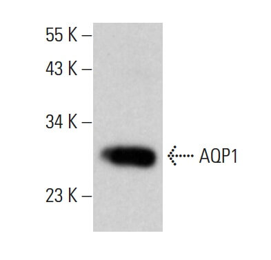 Anti-Aquaporin 1/AQP1 Antibody (B-11) | SCBT - Santa Cruz Biotechnology
