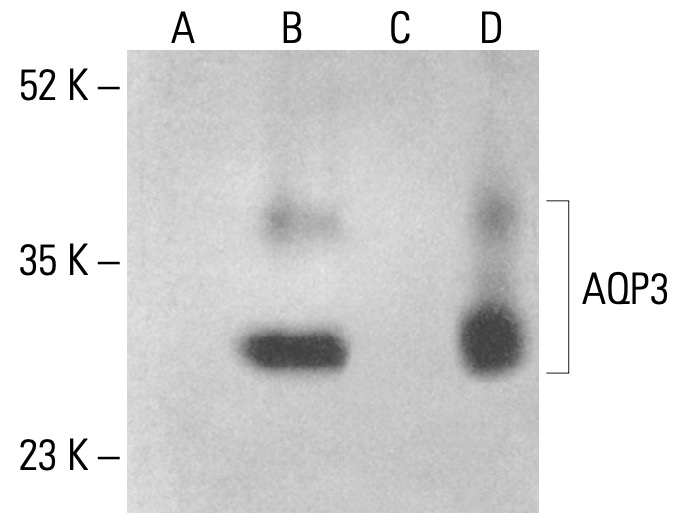 Aquaporin 3/AQP3 Antibody (F-1) | SCBT - Santa Cruz Biotechnology