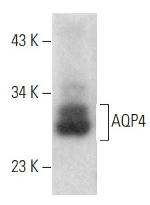 Aquaporin 4/AQP4 Antibody (B-5) | SCBT - Santa Cruz Biotechnology