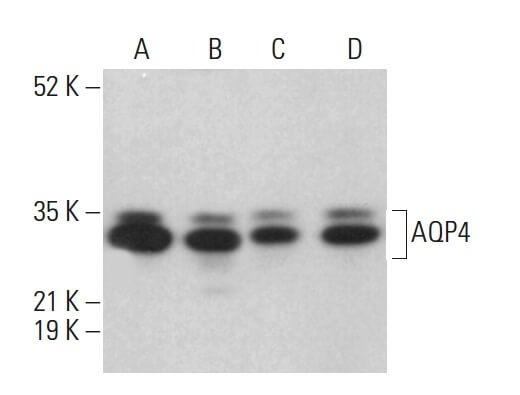 Aquaporin 4/AQP4 Antibody (B-5) | SCBT - Santa Cruz Biotechnology