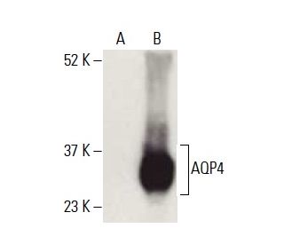 Anti-Aquaporin 4/AQP4 Antibody (B-5) | SCBT - Santa Cruz Biotechnology