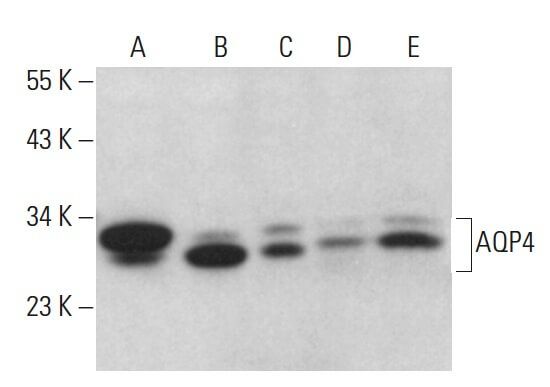 Aquaporin 4/AQP4抗体 (F-7) | SCBT - Santa Cruz Biotechnology