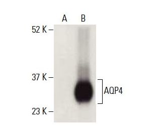 Anti-Aquaporin 4/AQP4 Antibody (F-7) | SCBT - Santa Cruz Biotechnology