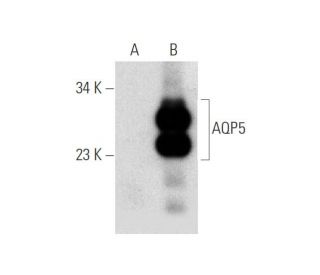 AQP5 Antibody (D-7) - Western Blotting - Image 314172