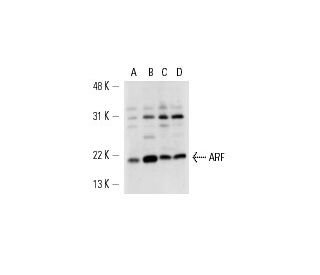 ARF1 Antibody (ARFS 3F1) | SCBT - Santa Cruz Biotechnology