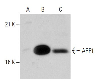 Anti-ARF1 Antibody (ARFS 3F1) | SCBT - Santa Cruz Biotechnology