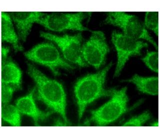 Arg2 Antibody (A-10) - Immunofluorescence - Image 296500