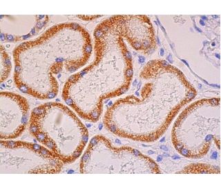 Arg2 Antibody (A-10) - Western Blotting - Image 384620