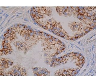 Arg2 Antibody (A-10) - Western Blotting - Image 384621