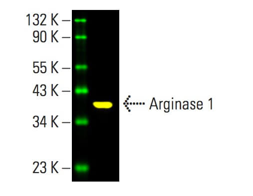 Anti-liver Arginase 1/ARG1 Antibody (C-2) | SCBT - Santa Cruz Biotechnology