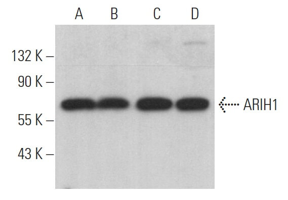 ARIH1 Antibody (C-7) | SCBT - Santa Cruz Biotechnology