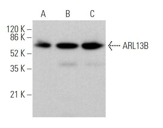 ARL13B Antibody (C-5) | SCBT - Santa Cruz Biotechnology