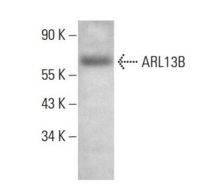 ARL13B Antibody (C-5) - Western Blotting - Image 382302